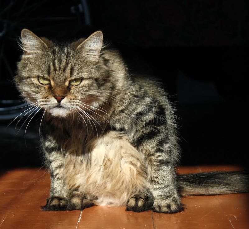 Severe cat, pet stock image. Image of opposed, severe - 53795855