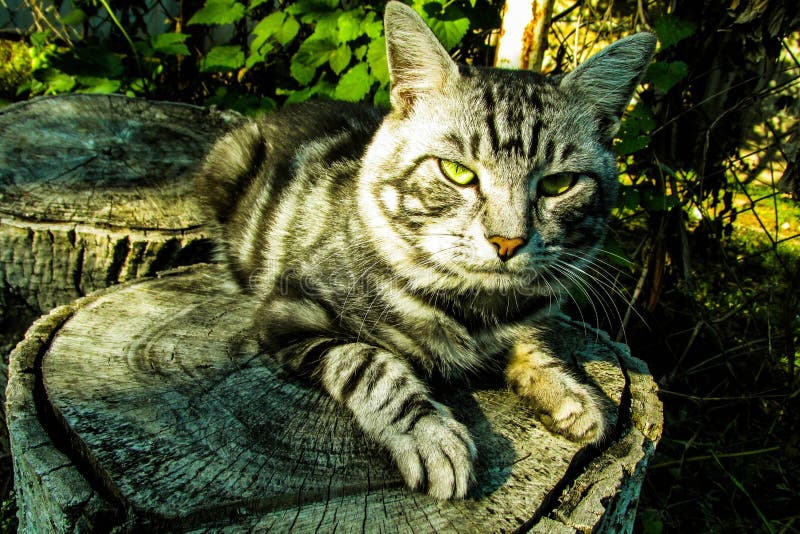 Severe cat stock image. Image of resting, claws, live - 41834945