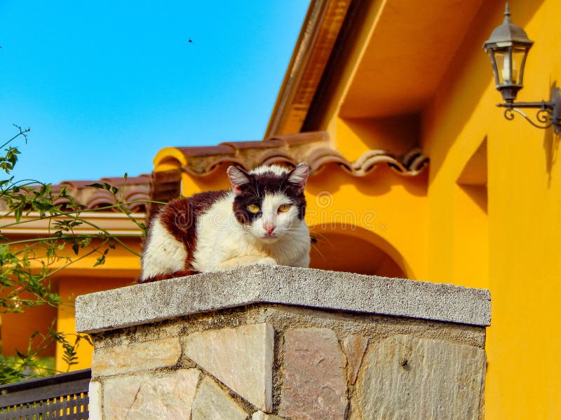 Severe cat stock photo. Image of serious, spanish, severe - 122947322