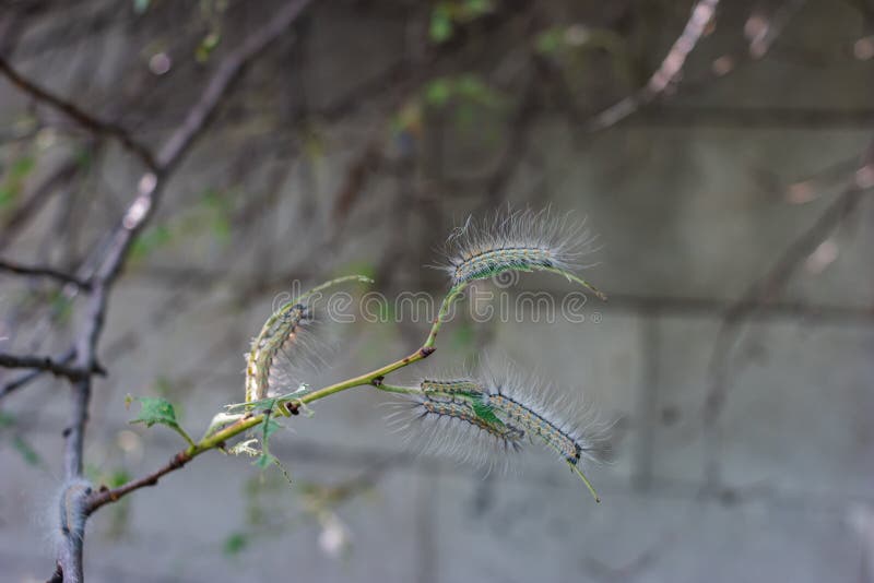 Severe Caterpillar Infestation on a Plum Tree Close Up Shot Stock Photo ...