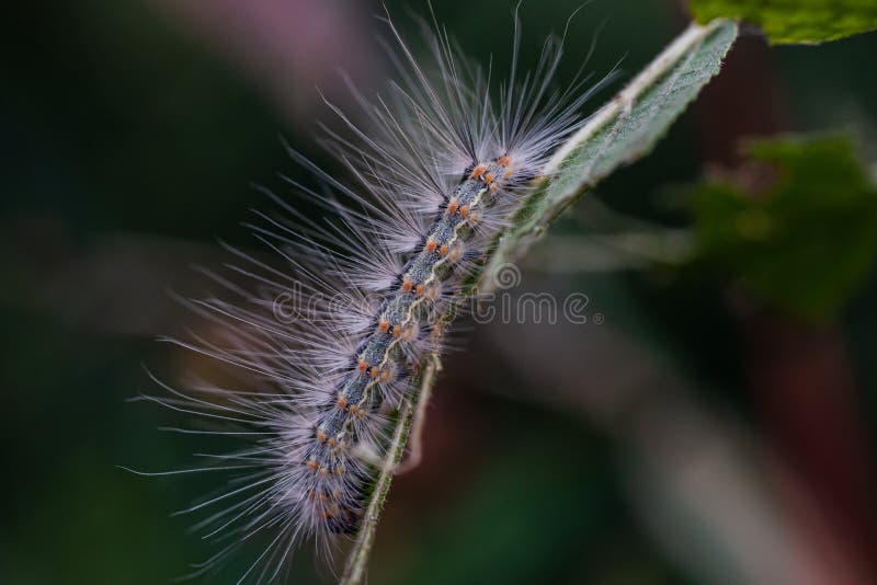 Severe Caterpillar Infestation on a Plum Tree Close Up Shot Stock Image ...