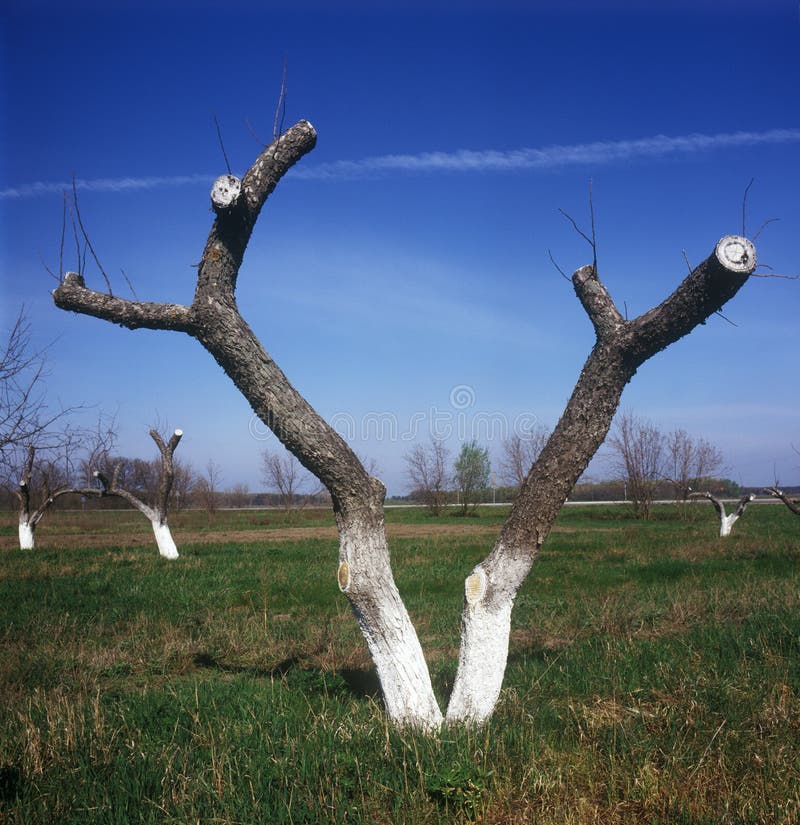 Severe cut back. stock photo. Image of pollard, grass - 14942450