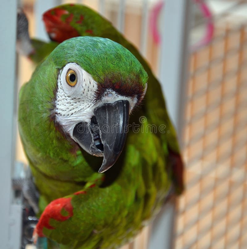 Severe Macaw Parrot,Close Up the Chestnut Fronted Macaw Stock Image ...