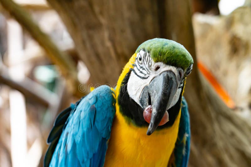 Severe Macaw Parrot,Close Up the Chestnut Fronted Macaw Stock Photo ...