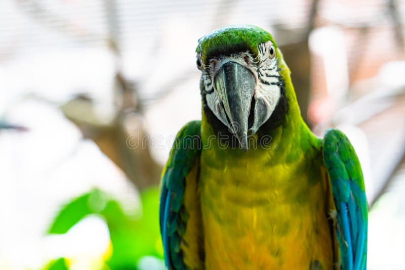 Severe Macaw Parrot,Close Up the Chestnut Fronted Macaw Stock Image ...