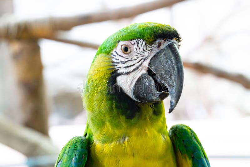 Severe Macaw Parrot,Close Up the Chestnut Fronted Macaw Stock Image ...