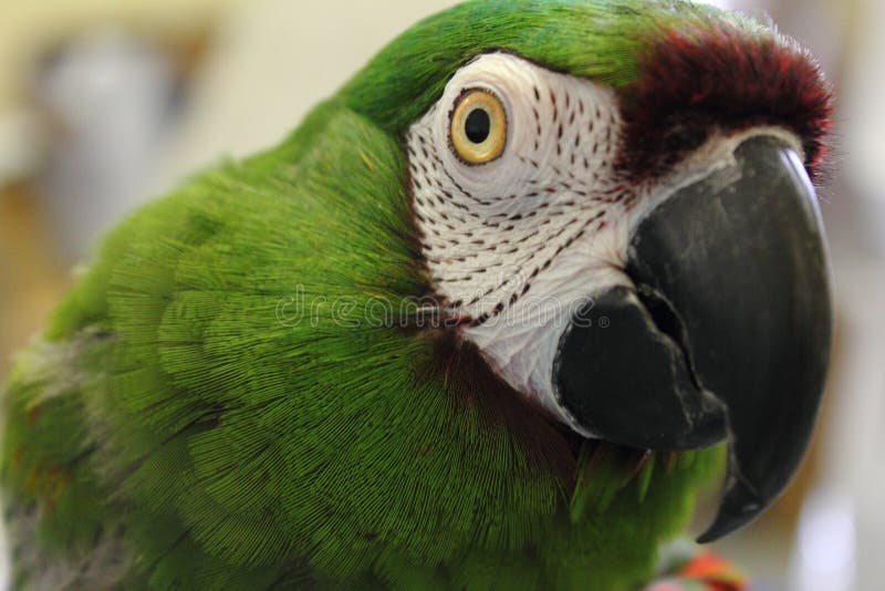 Severe Macaw Parrot,Close Up the Chestnut Fronted Macaw Stock Image ...