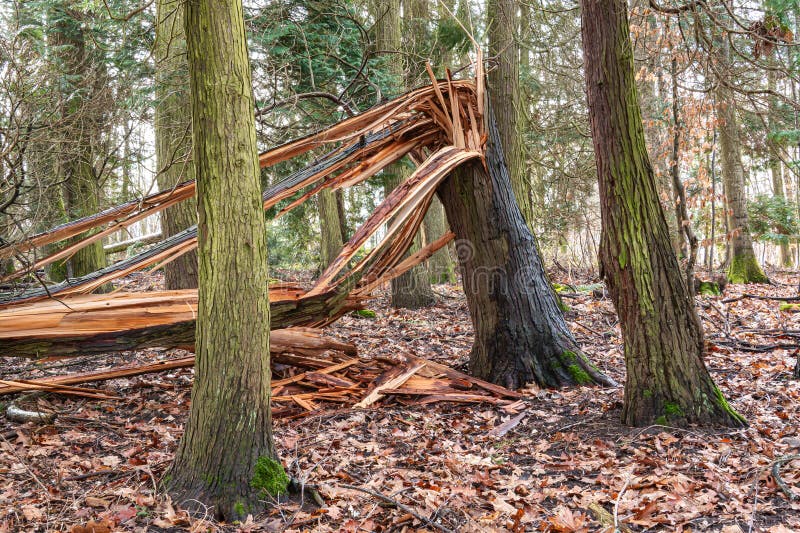 Storm Damage with Fallen Trees in a Forest Stock Image - Image of plant ...
