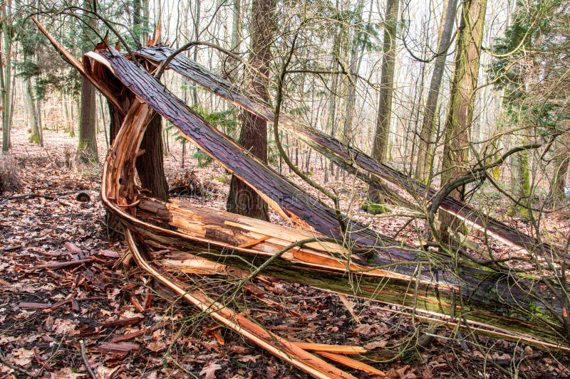 Storm Damage with Fallen Trees in a Forest Stock Photo - Image of trail ...
