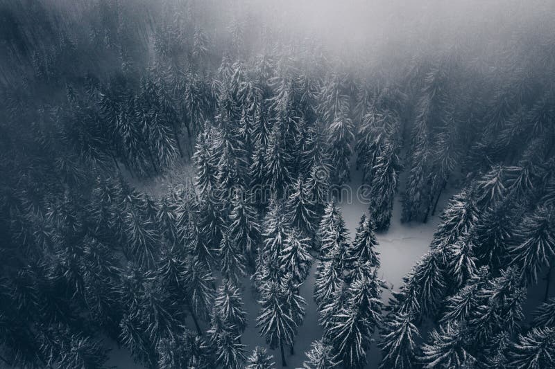 Severe Weather Forest Covered in Snow after a Heavy Snowfall Stock ...