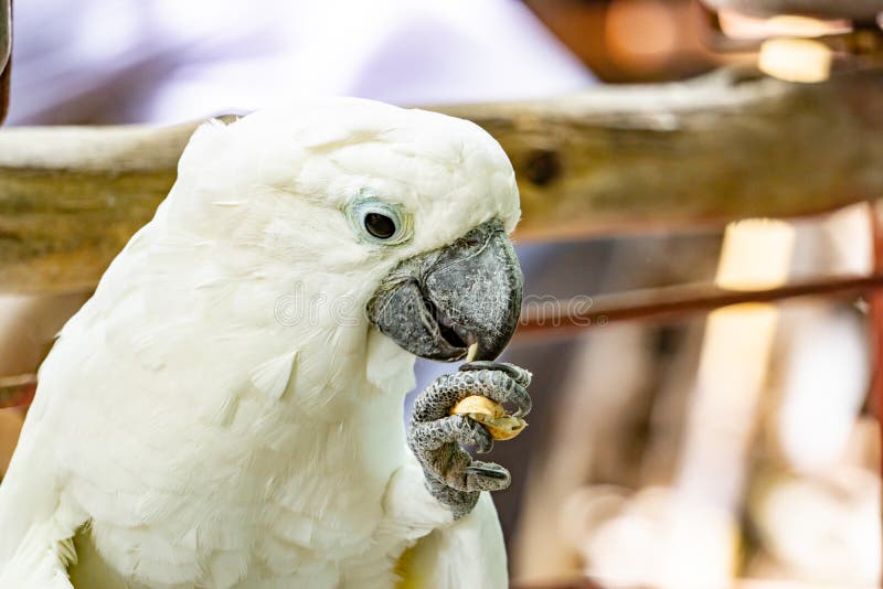 Severe White Macaw Parrot,Close Up the Chestnut Fronted Macaw Stock ...