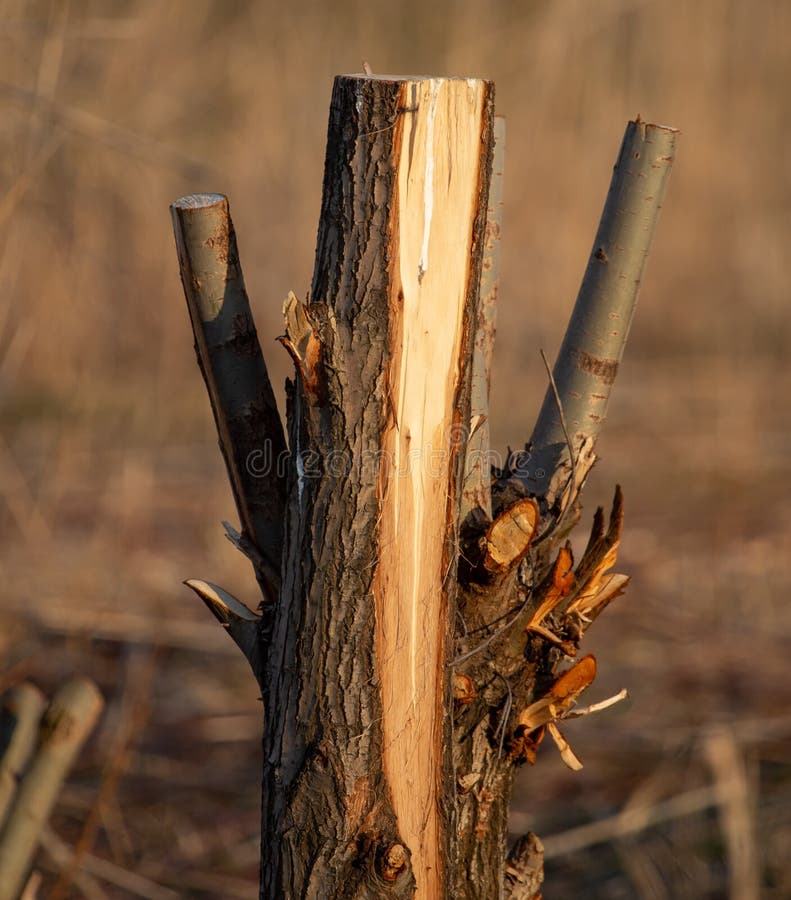 Cedar Sap Stock Photos - Free & Royalty-Free Stock Photos from Dreamstime