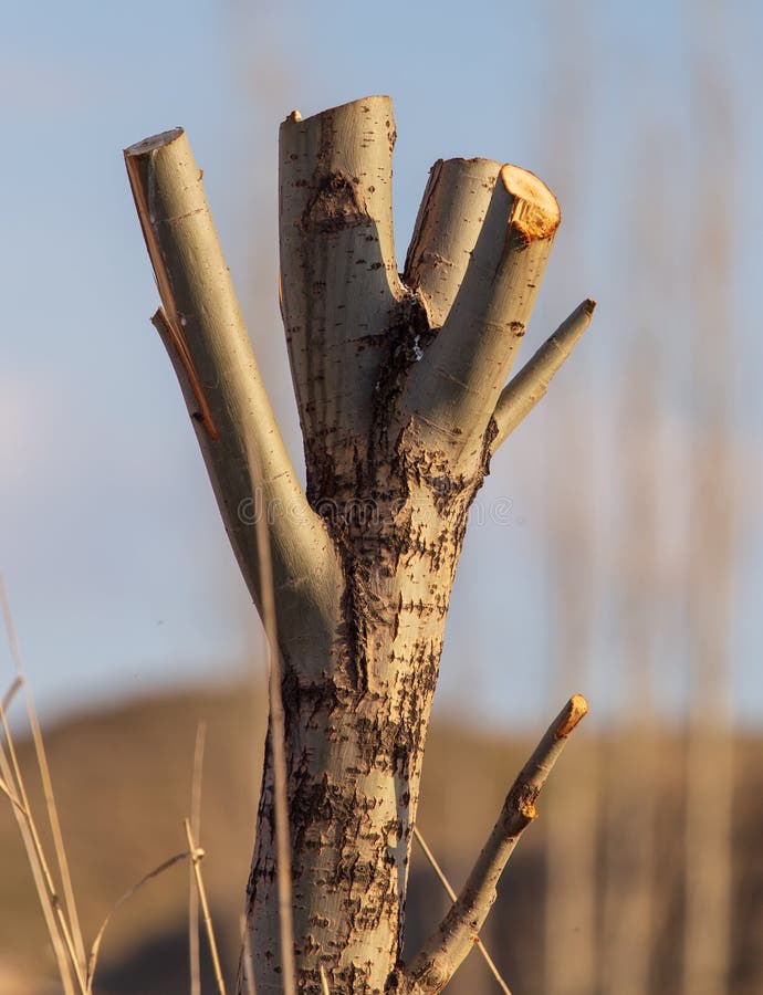 Cedar Sap Stock Photos - Free & Royalty-Free Stock Photos from Dreamstime