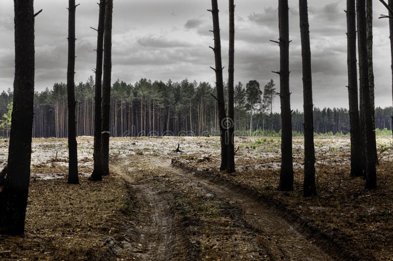 The Severed Forest. Problems of Human Life and Influence on Nature ...