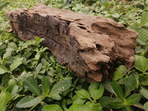 A Severed Tree Stump, Detached from Its Roots, Lying on the Grass ...