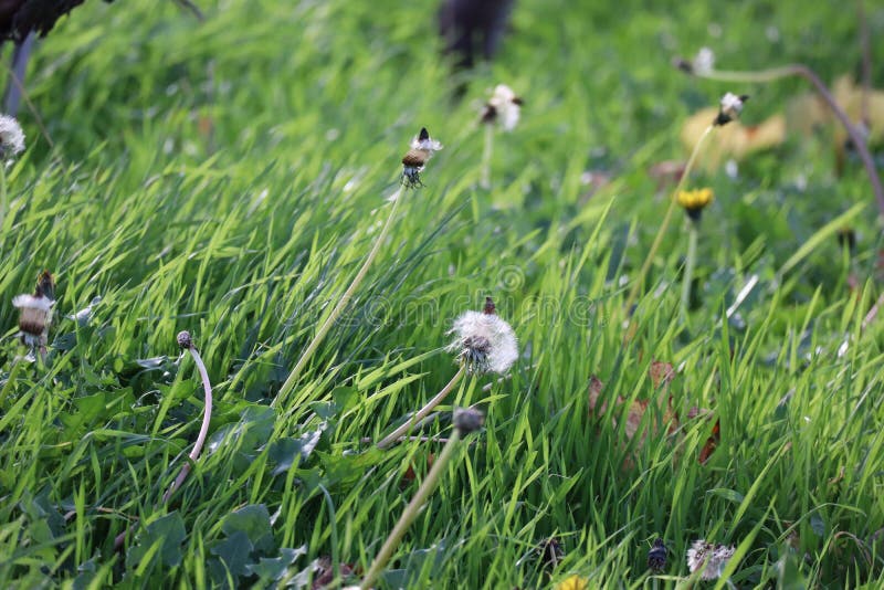 Severely Affected Dandelion in Autumn Stock Image - Image of wind ...