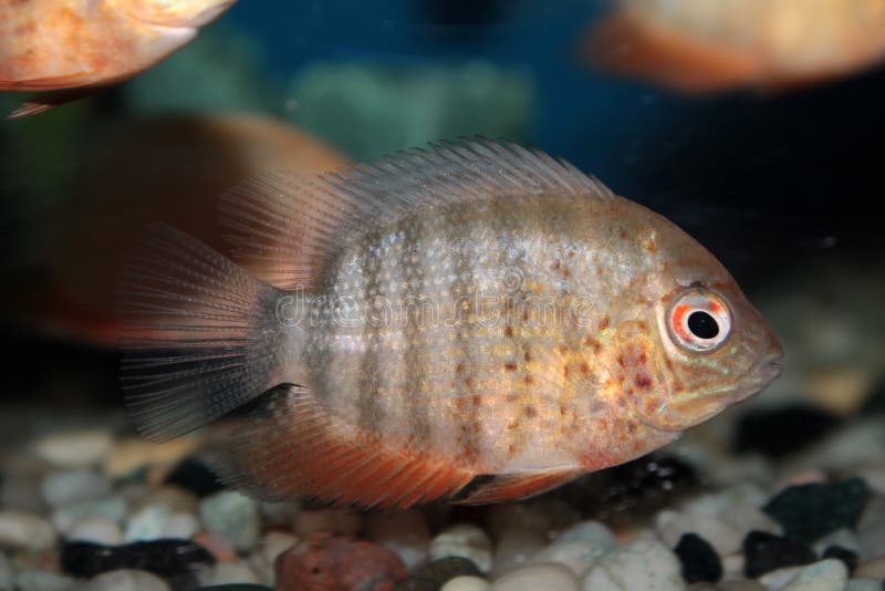 Severum aquarium fish stock image. Image of convict, tropical - 36976817