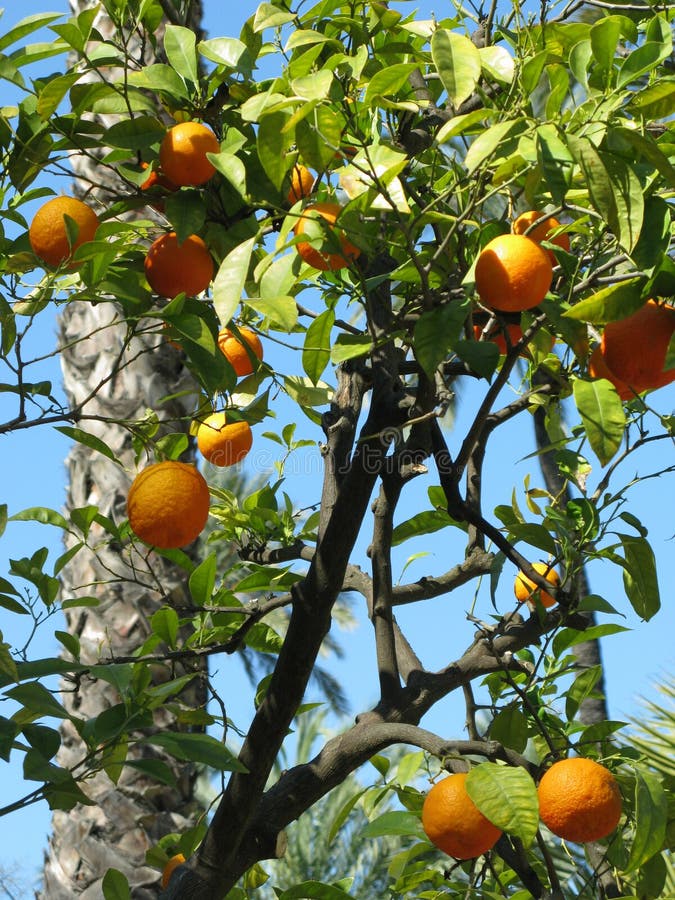 Seville Oranges stock image. Image of growing, naranjas - 46096409