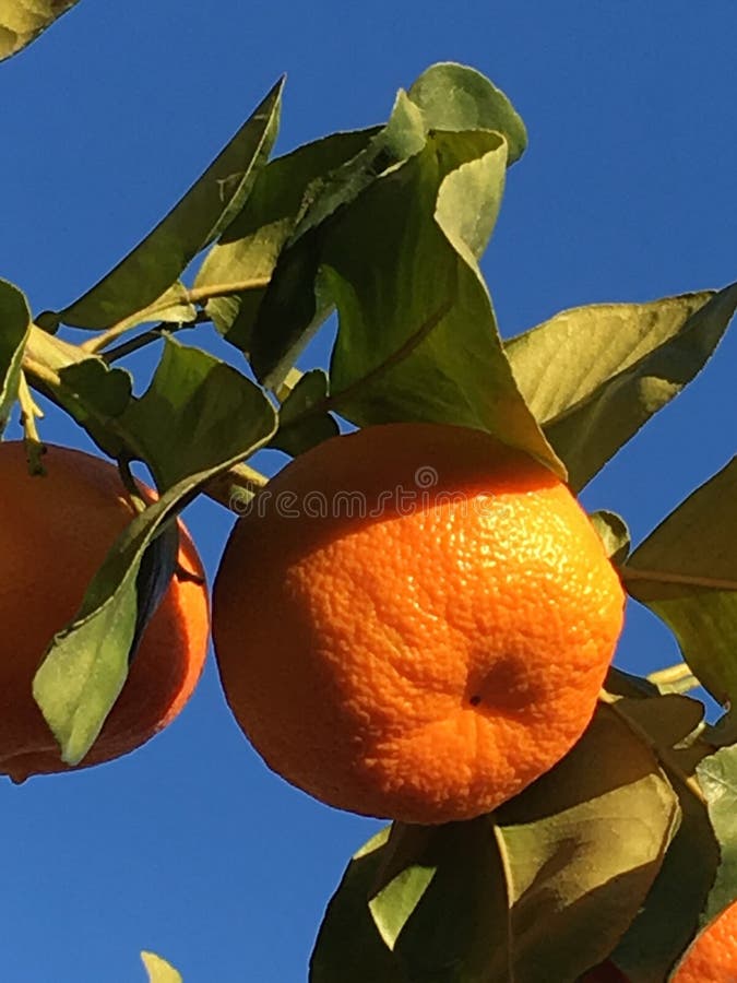 Seville s orange stock photo. Image of leaves, seville - 83981700