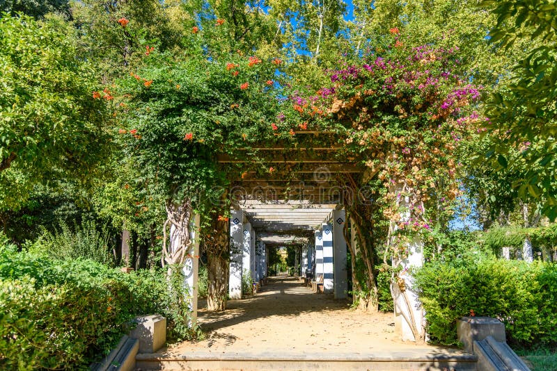 Parque De María Luisa in Sevilla, Spain Editorial Image - Image of tree ...