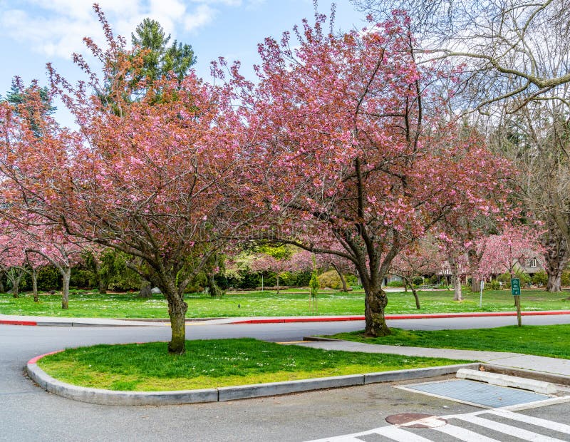 Seward Park Cherry Trees 2 stock image. Image of washington - 276129141