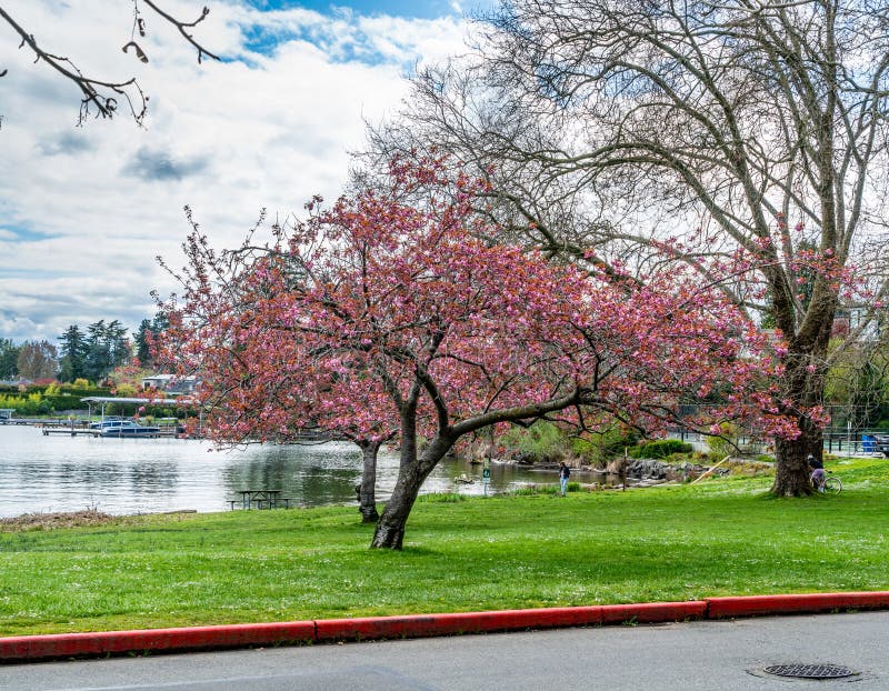 Seward Park Cherry Trees 7 stock image. Image of outdoors - 276920349
