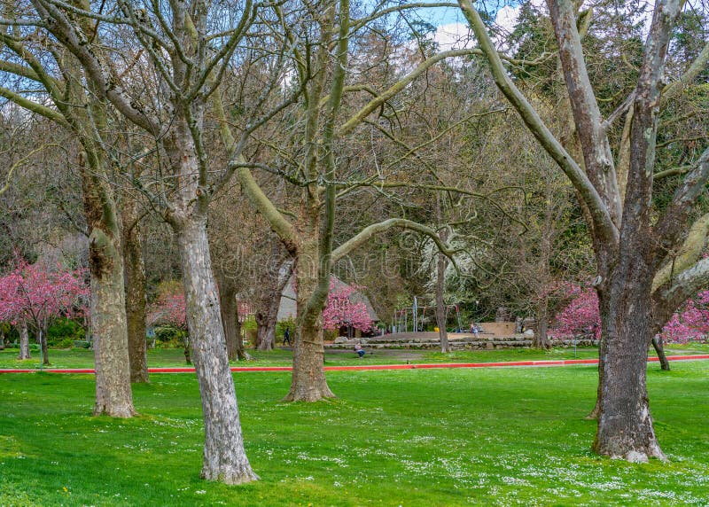 Seward Park Cherry Trees stock photo. Image of travel - 277209182