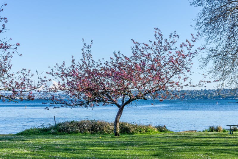 Seward Park Spring Trees 4 stock photo. Image of outdoors - 181935258