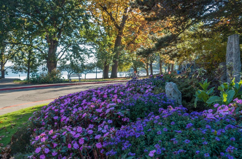 Seward Park -Trees 3 stock photo. Image of lake, water - 61666206