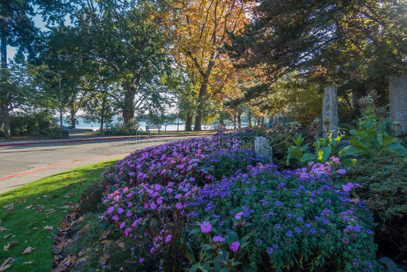 Seward Park -Trees 2 stock image. Image of park, washington - 61717041