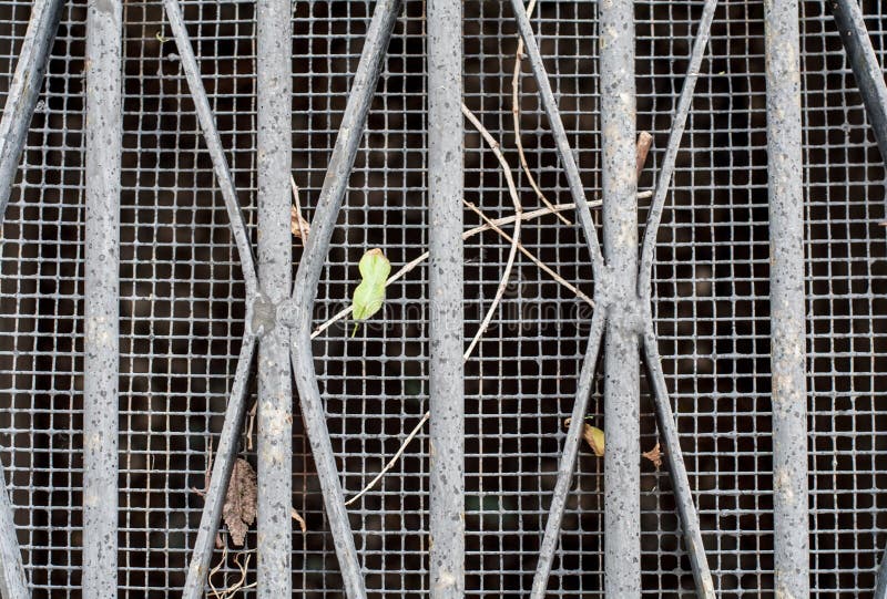 Sewer/ventilation Grid with Leaves and Sticks Stock Image - Image of ...