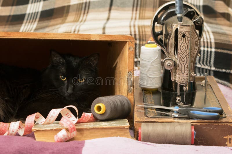 Sewing Machine with Thread and Cat. Stock Photo - Image of fabric ...