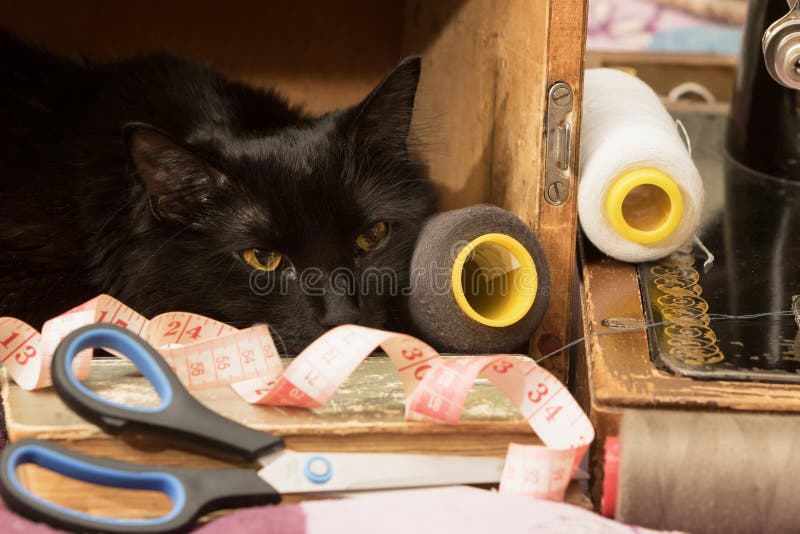 Sewing Machine with Thread and Cat. Stock Image - Image of work ...