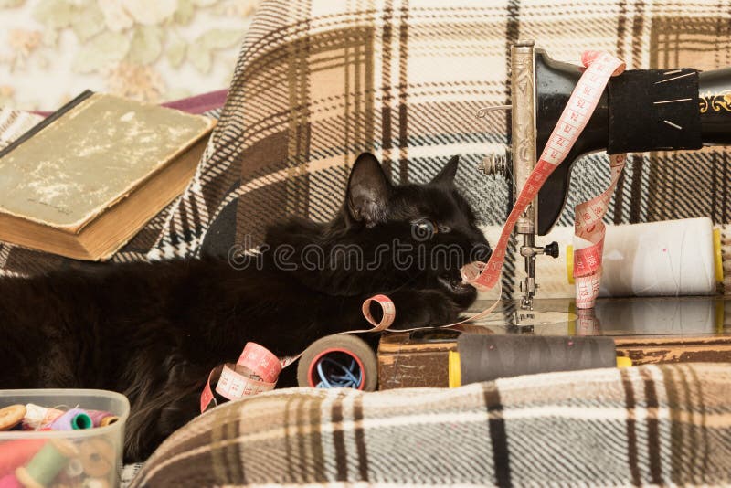 Sewing Machine with Thread and Cat. Stock Photo - Image of foxglove ...