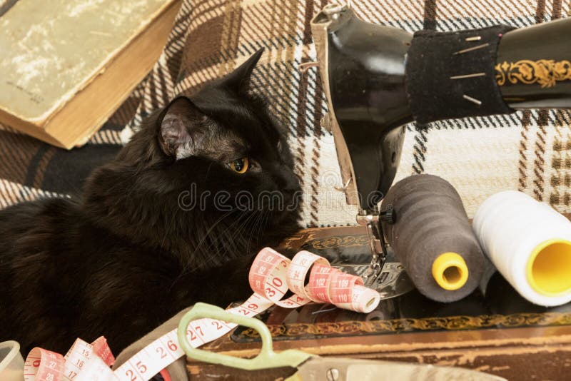 Sewing Machine with Thread and Cat. Stock Photo - Image of spool ...