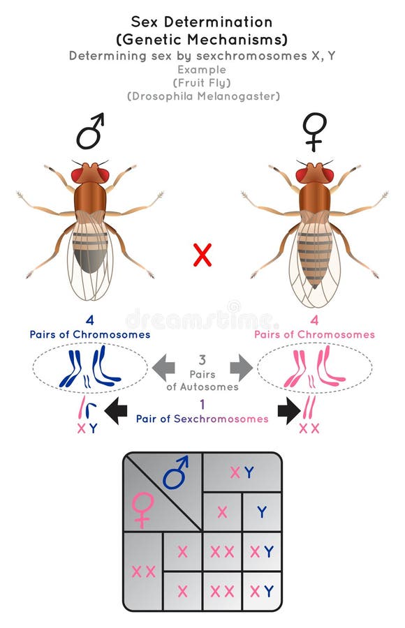 Sexchromosomes Stock Illustrations 2 Sexchromosomes Stock