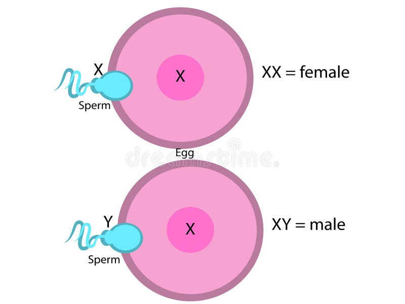 Sex Determination Stock Illustrations 177 Sex Determination Stock