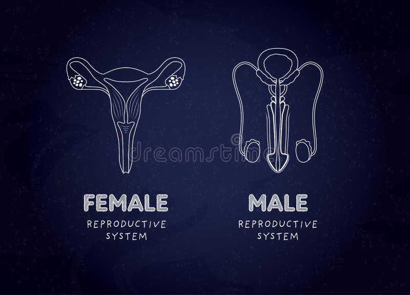 Sex Education Reproductive System Biology Class Concept Vector Flat