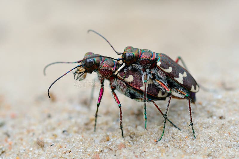 Sex two beetles stock photo. Image of nature, wing, summer - 17298524