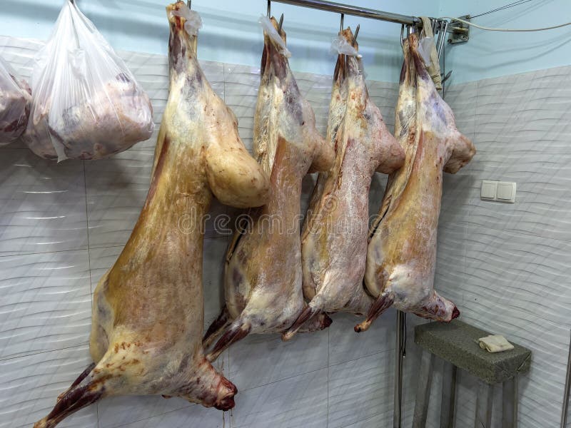 Sexed sheep at the butcher stock image. Image of domestic - 297024125