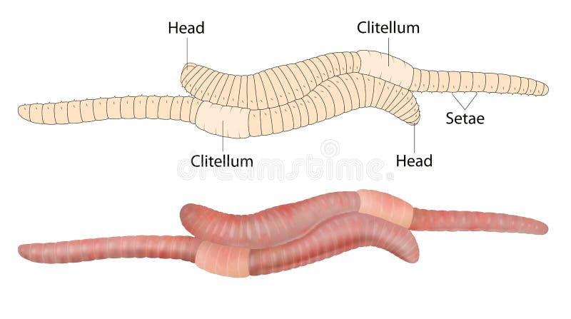 Earthworm Reproduction Stock Illustrations – 9 Earthworm Reproduction ...