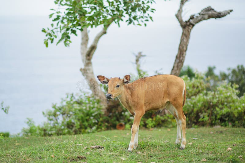 250 Sexy Cow Stock Photos - Free & Royalty-Free Stock Photos from ...