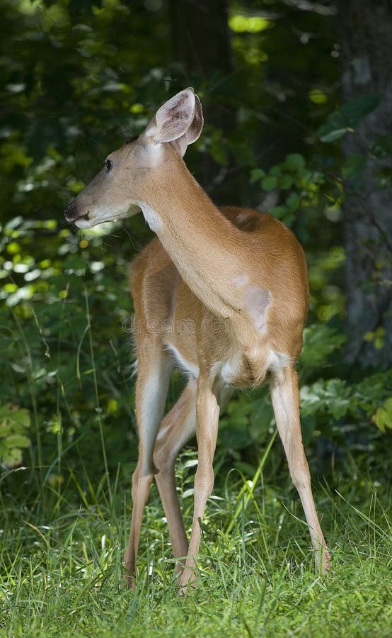 170 Doe Pose Stock Photos - Free & Royalty-Free Stock Photos from ...