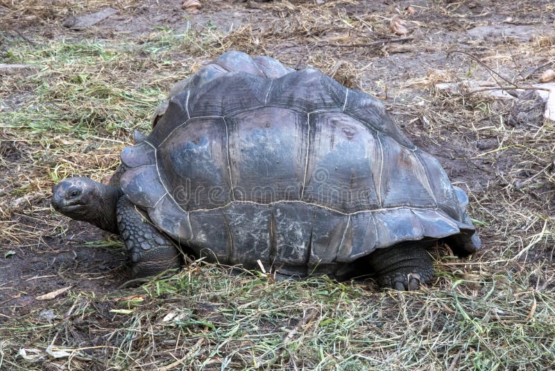 Seychelles - Aldabra Giant Tortoise Stock Photo - Image of slow, fauna ...