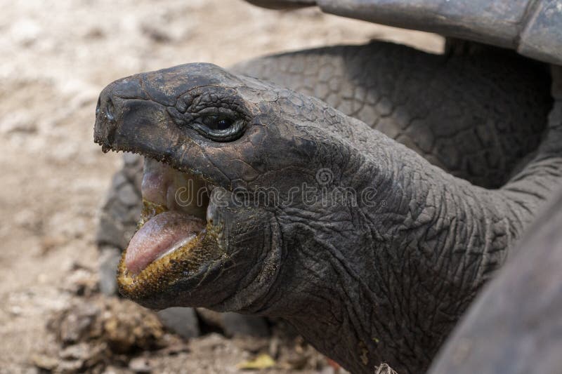 Seychelles - Aldabra Giant Tortoise Stock Photo - Image of closeup ...