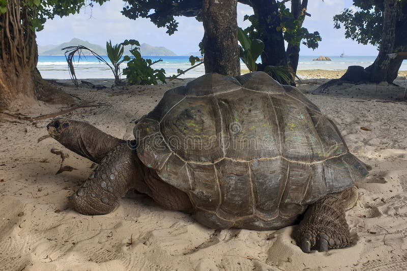 Seychelles - Aldabra Giant Tortoise Stock Image - Image of head ...