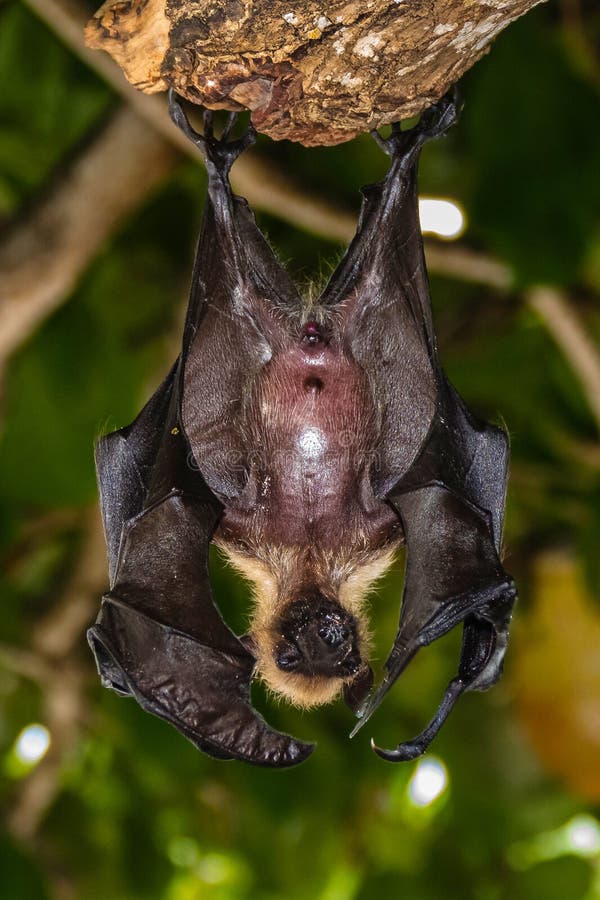 Fruit Bat Pteropus Vampyrus Or Large Flying Fox Stock Image - Image of ...