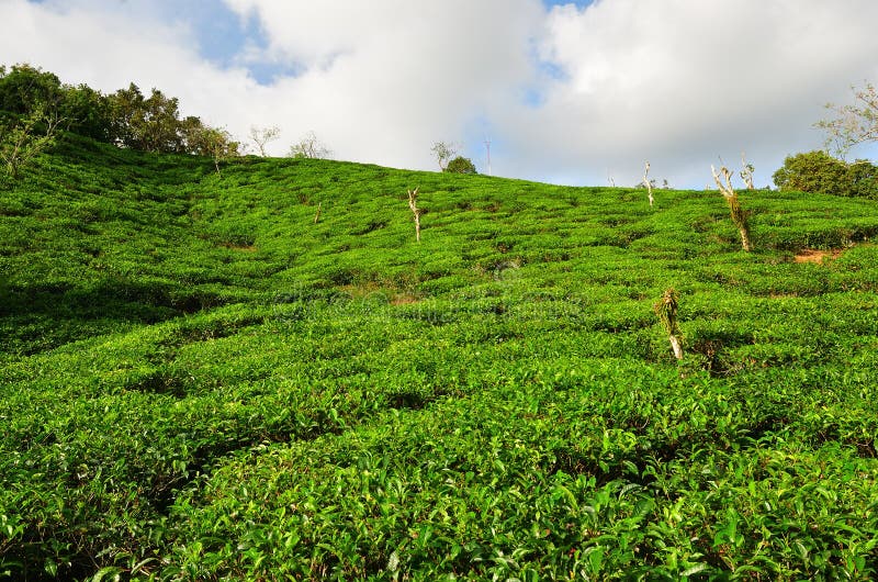 Seychelles Islands, Tea Plantation Stock Photo - Image of flora ...