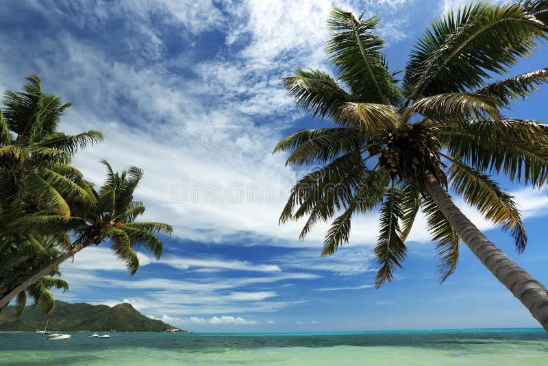 Seychelles. Palm Trees and Ocean Stock Photo - Image of seychelles ...