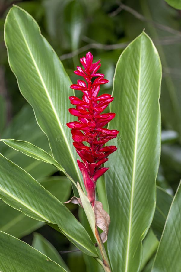 Seychelles - Red Ginger (Alpinia Purpuratara Stock Photo - Image of ...